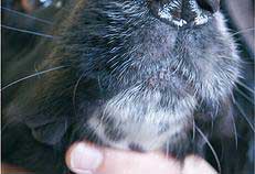 Smiths Station Pet Cryotherapy | Cryosurgery for Dogs